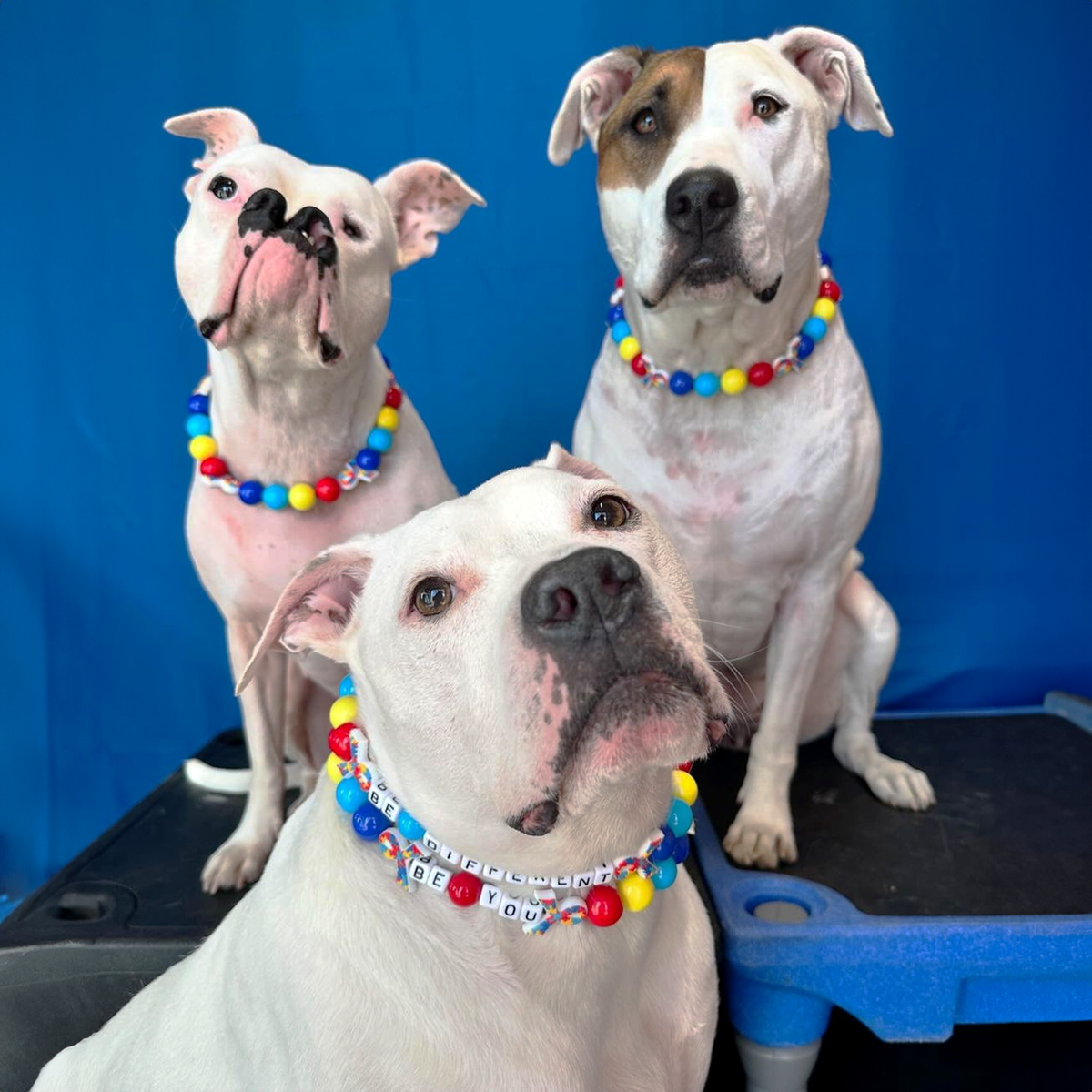 Supporting Cole the Deaf Dog and Friends Foundation